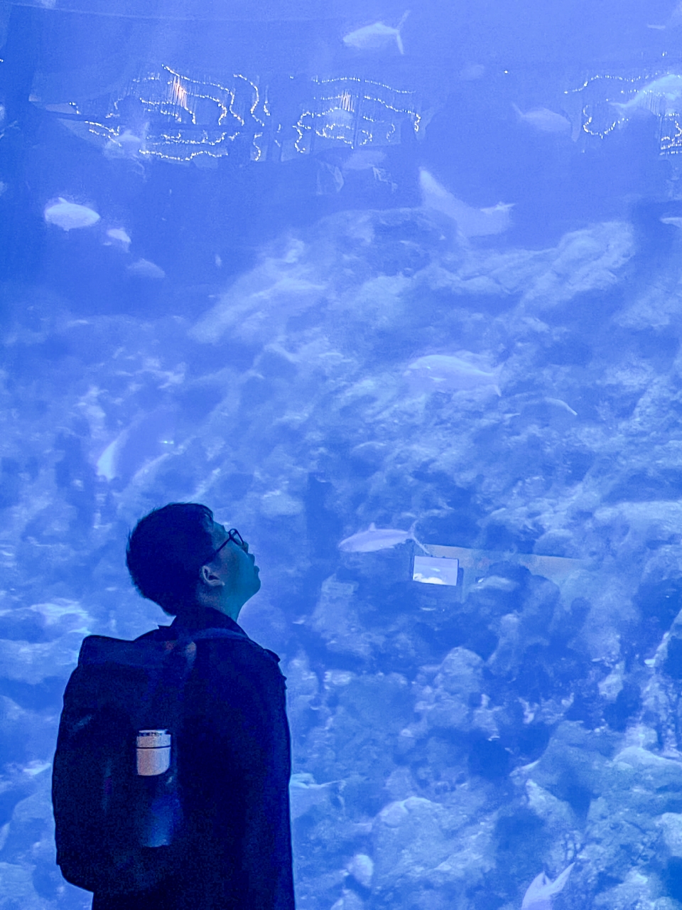 AiTLE x HKIMT 海洋航行器設計及制作比賽 2024-2025：海洋生物工作坊（資訊及通訊科技學會 、創科工作室） | 保良局馬錦明中學